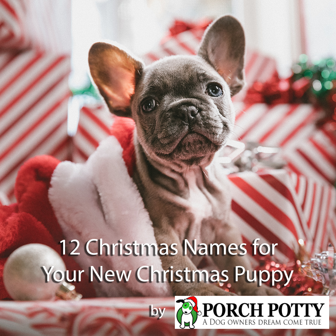 12 Christmas-Themed Names for Your New Dog – Porch Potty CA