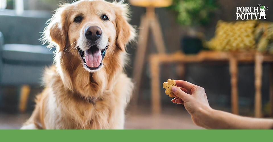 Positive Paws: Mastering Positive Reinforcement Training – Porch Potty CA