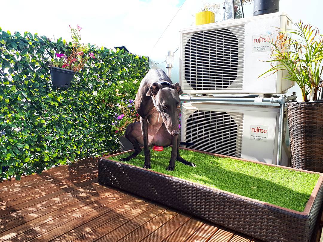 How to Transition Your Dog to Porch Potty – Porch Potty CA